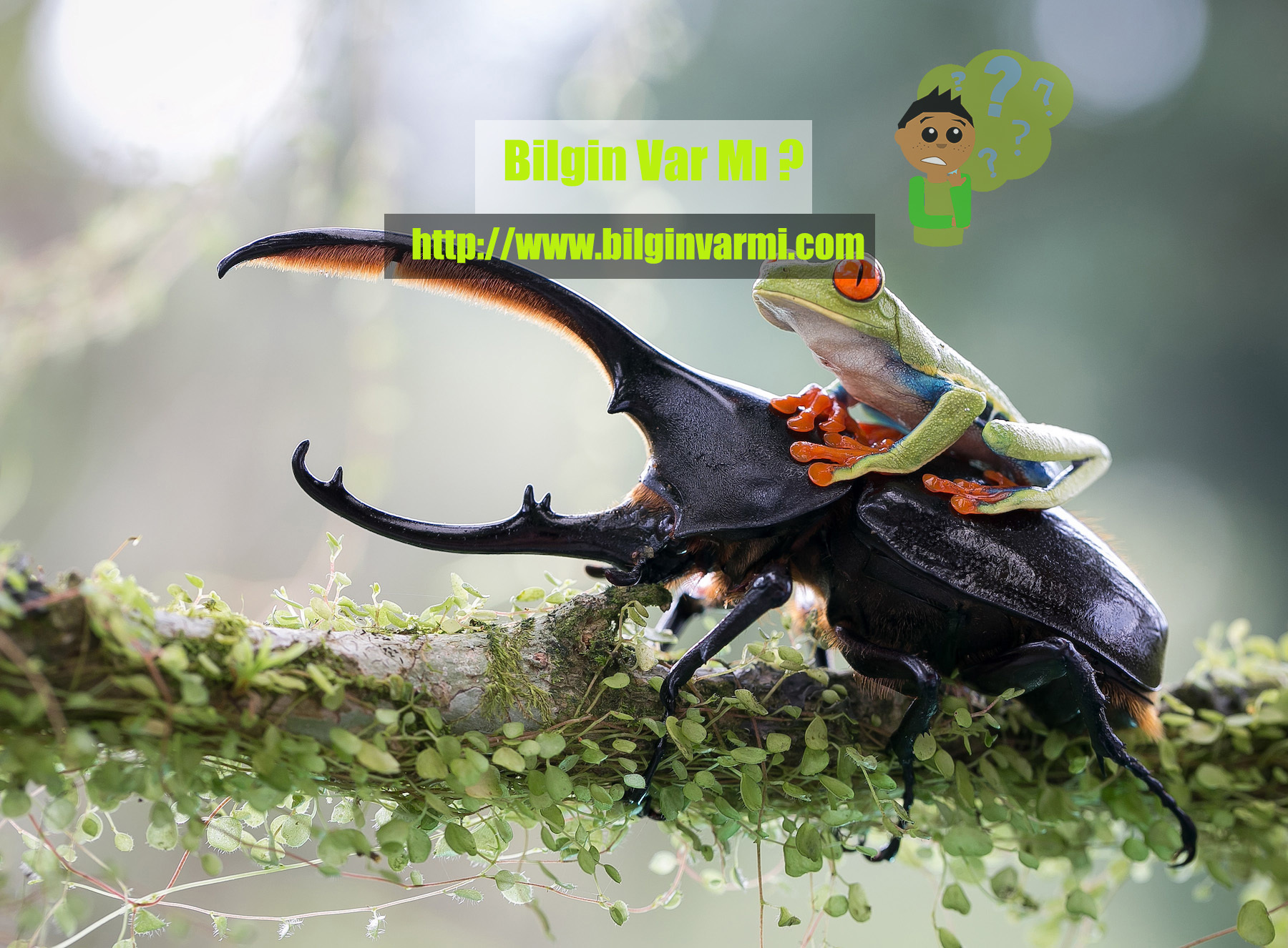 Titan Böceği - Bilgin Var mı