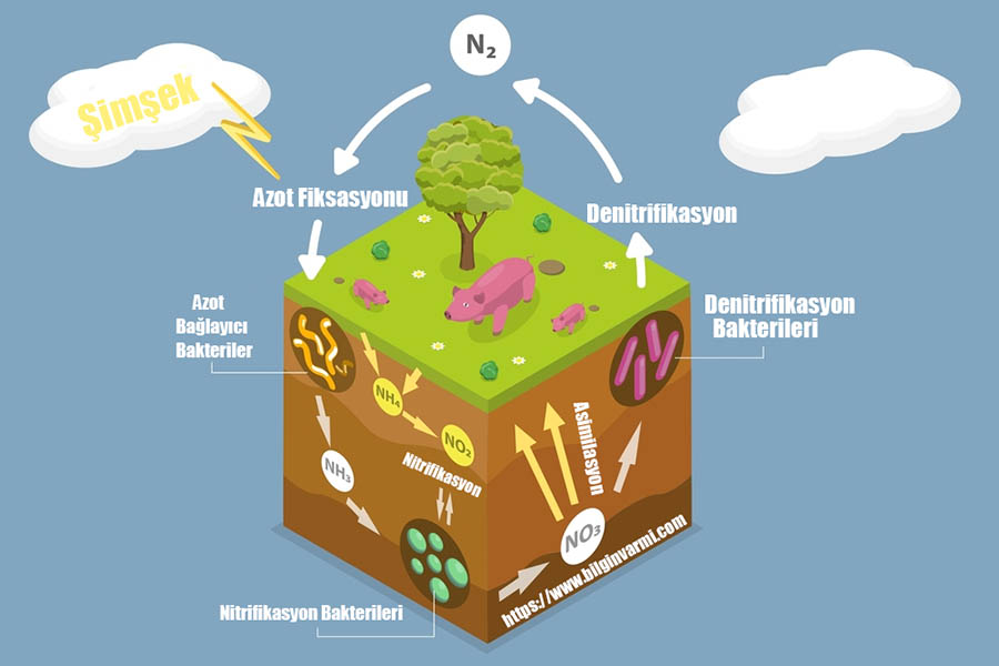 Azot Döngüsü Nedir? Azot Fiksasyonu Nedir? - Bilgin Var mı