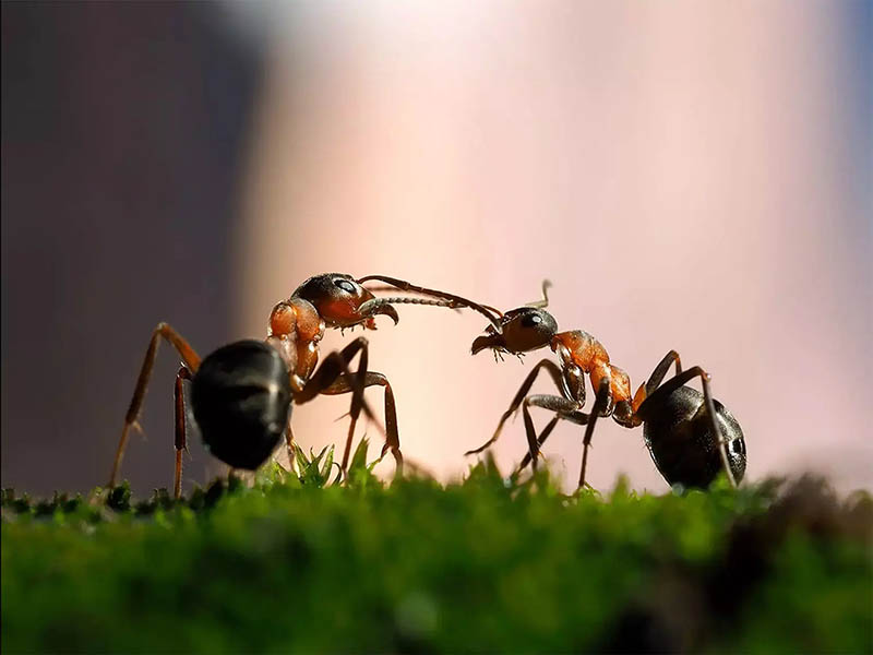Aşk Hormonu Olarak Bilinen Feromon Nedir? - Bilgin Var mı
